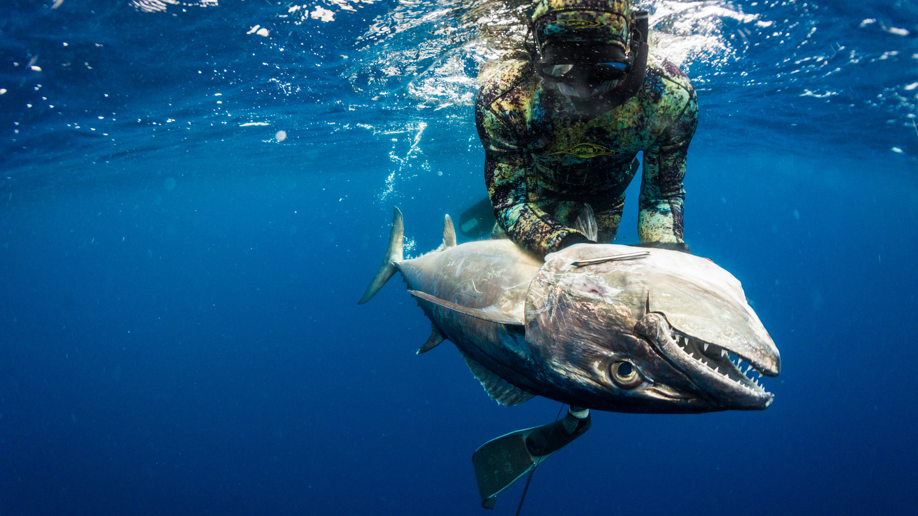 Spearfishing and Freediving Gear | Freedive Outfitters - Spear America